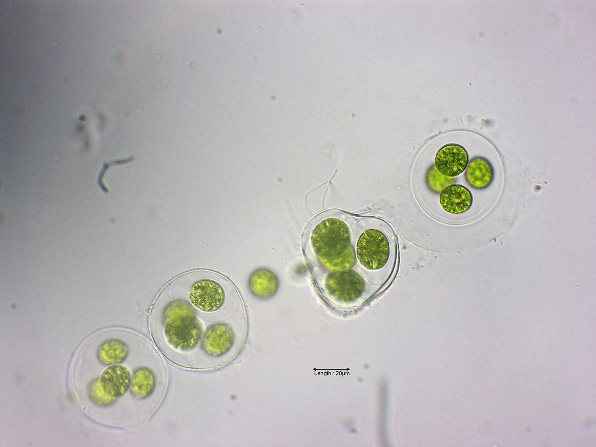 Chlorophyta – A Planktonista's world