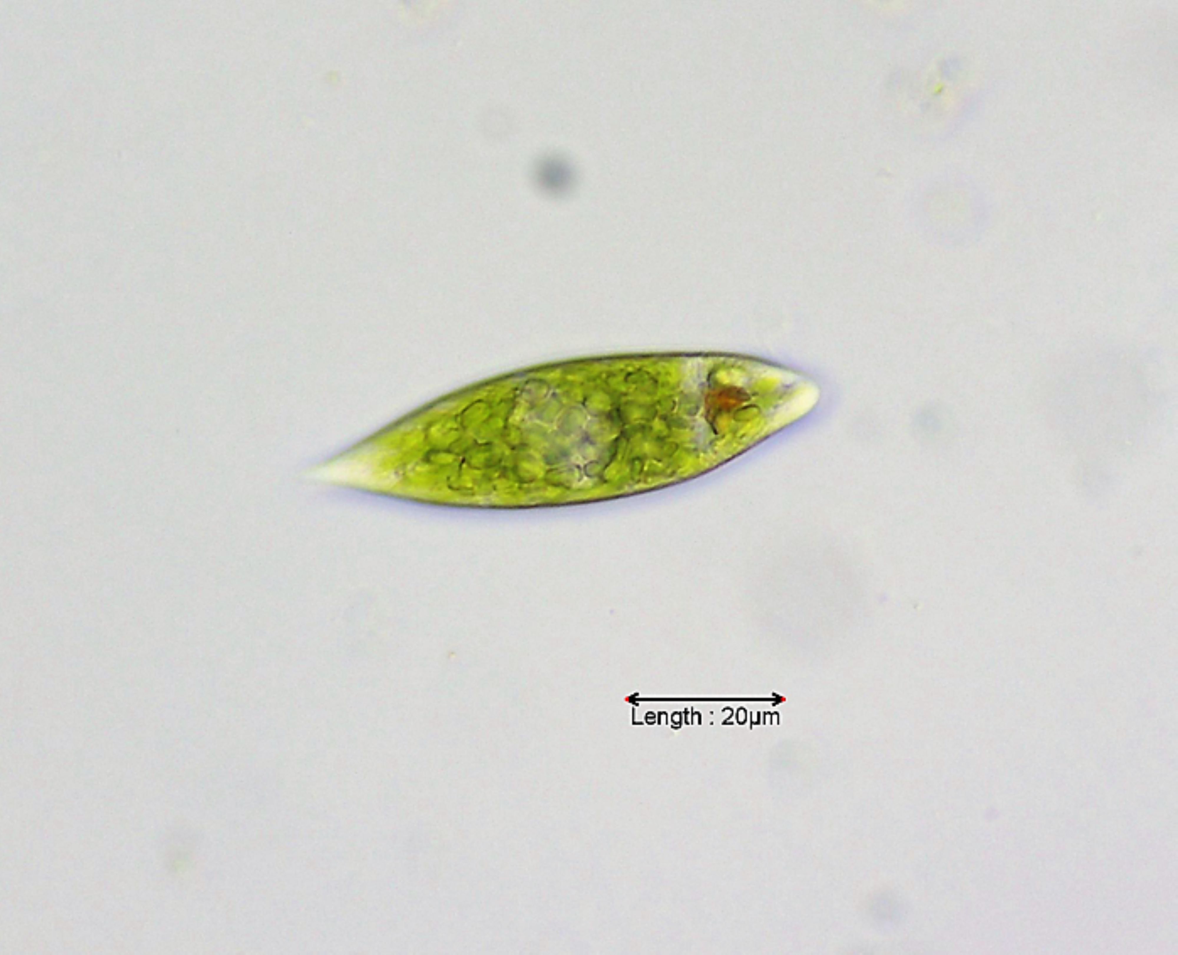 Euglena Sp Euglena Caudata E.F.W.Hübner :: AlgaeBase