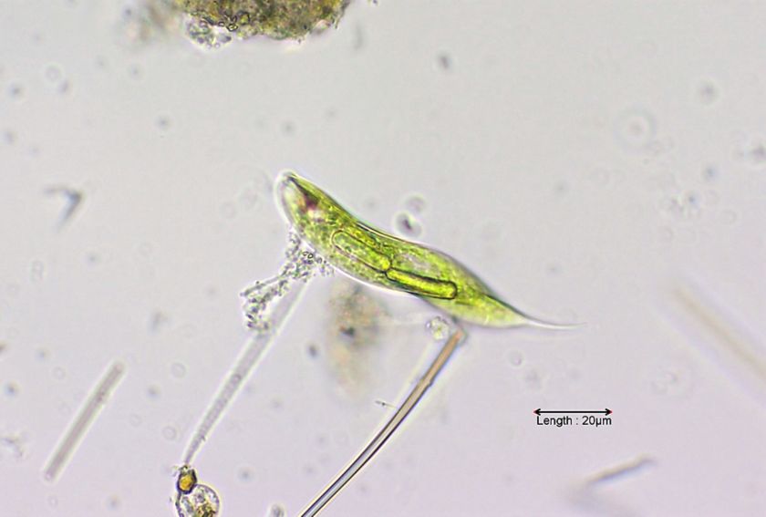 Euglenophyta – A Planktonista's world