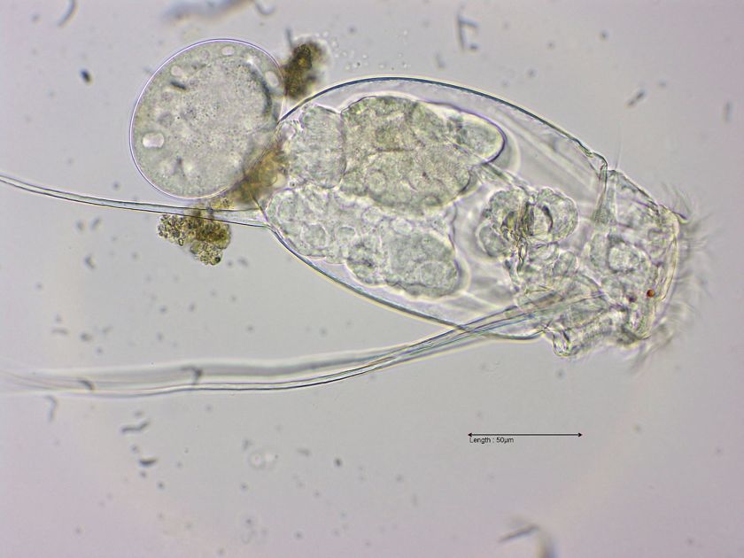 Rotifera – A Planktonista's world