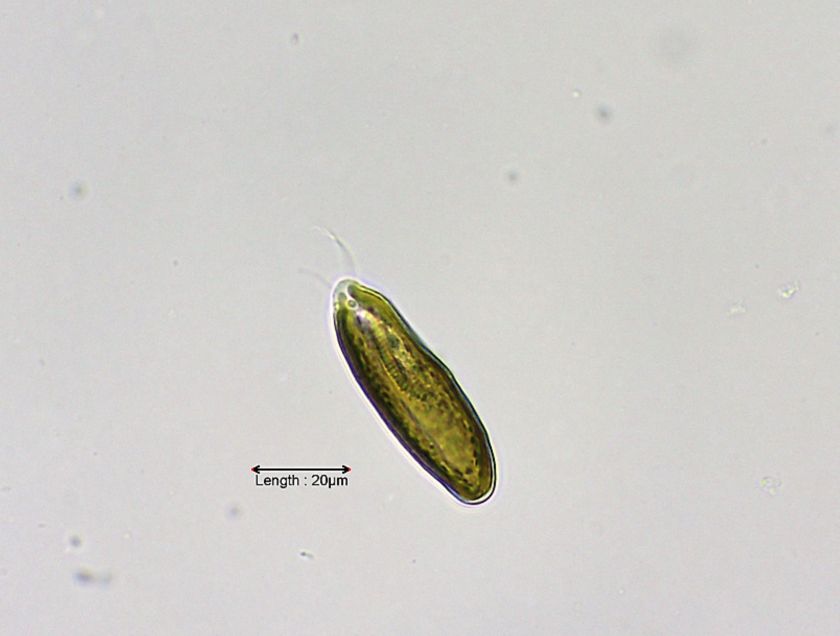 Cryptophyta – A Planktonista's world
