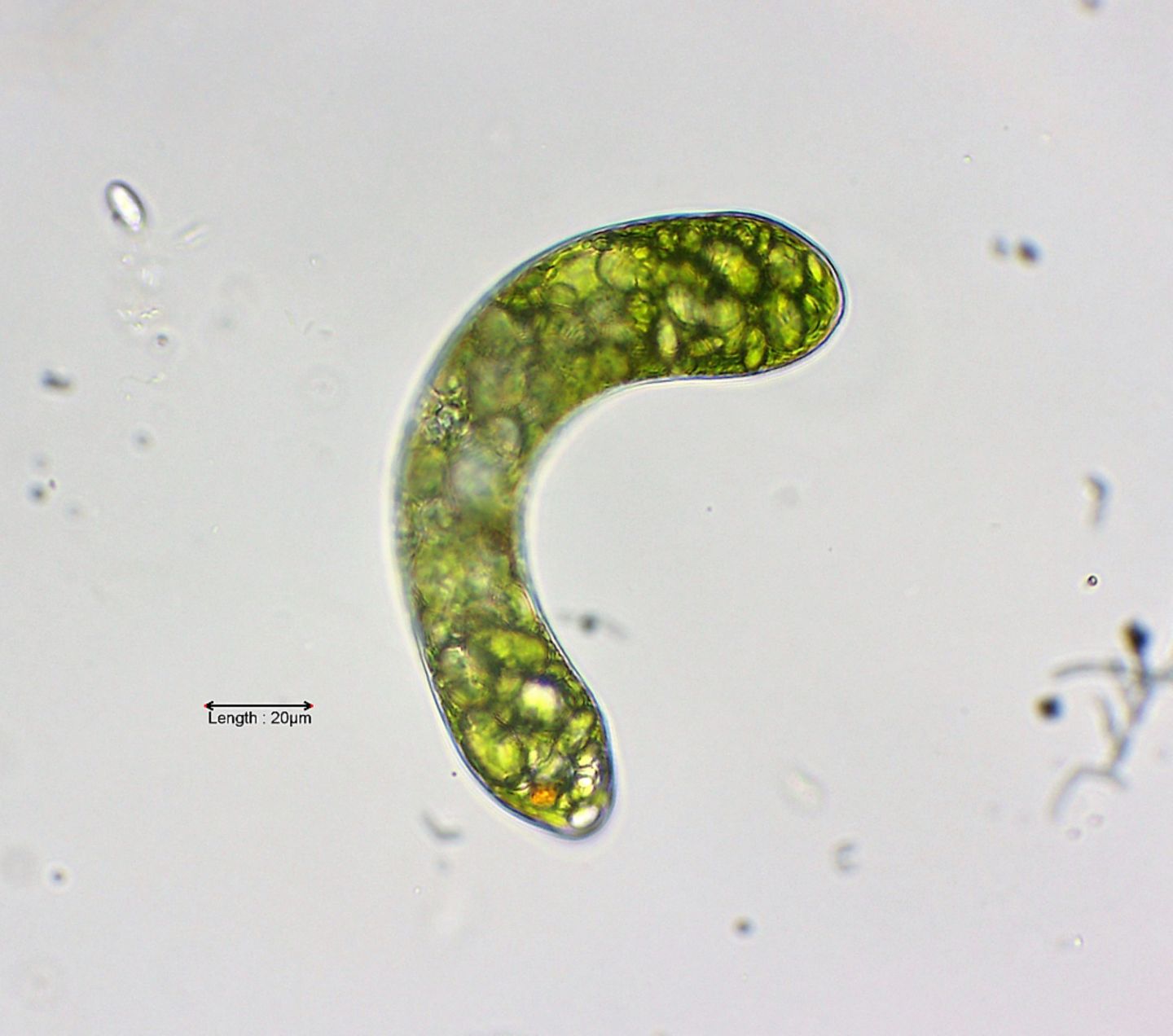 Euglenophyta – A Planktonista's world