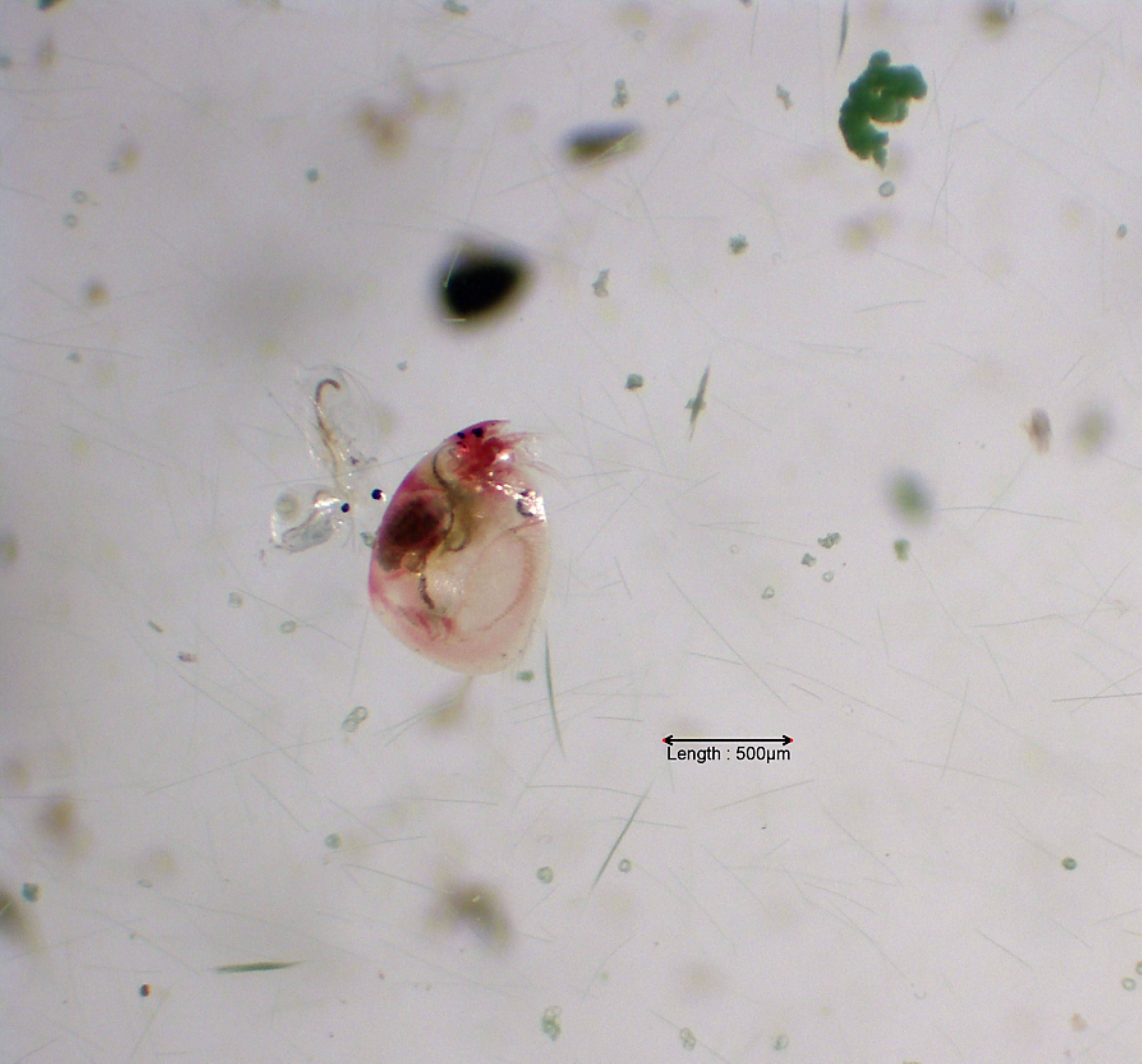 Crustacea – A Planktonista's world