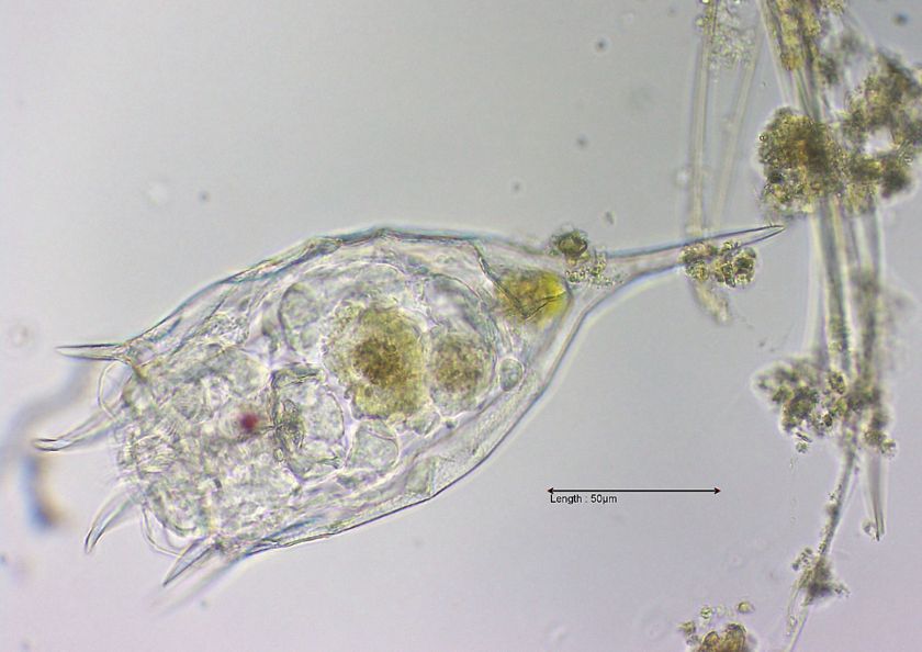 Rotifera – A Planktonista's world