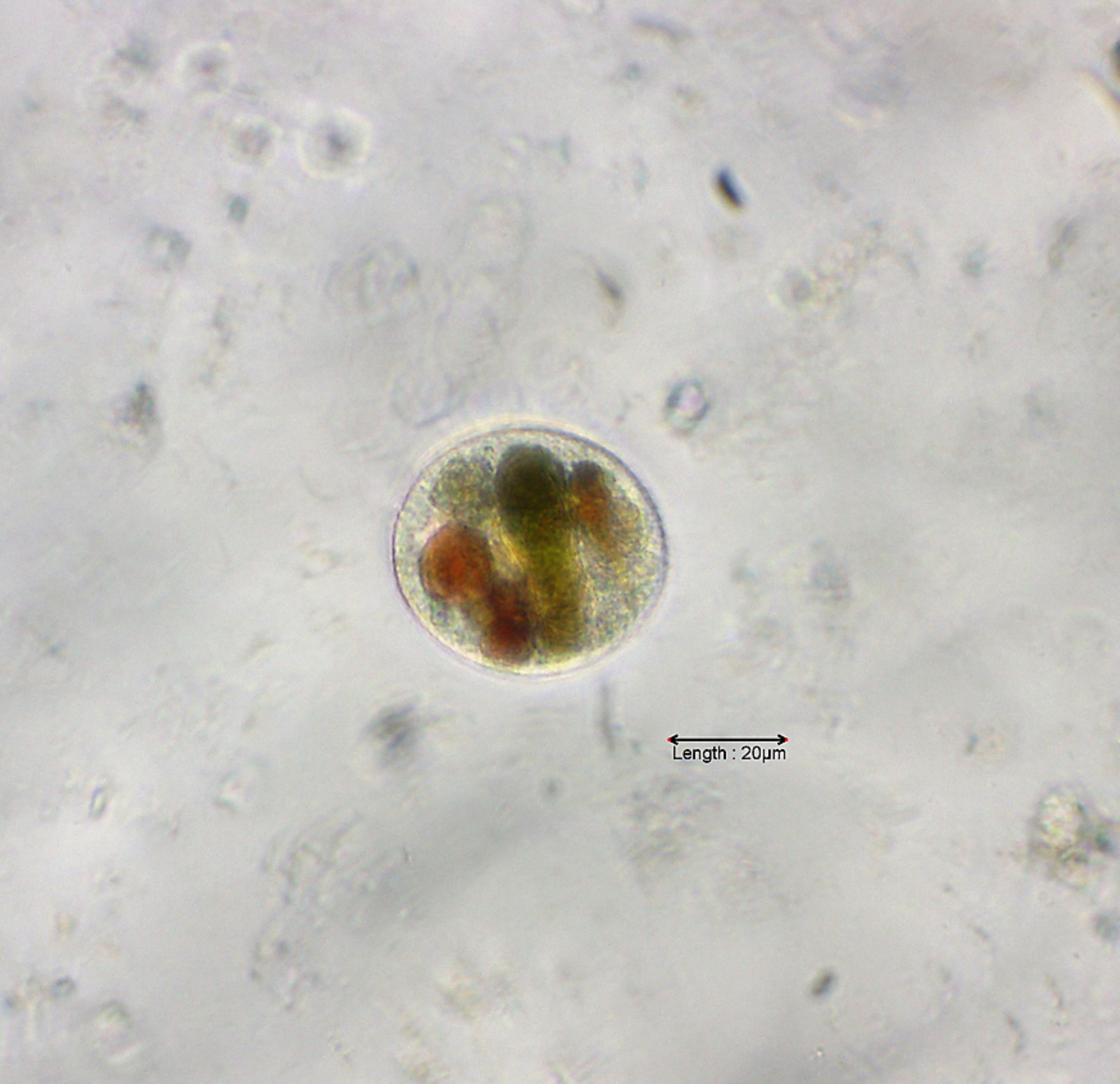 Unidentified – A Planktonista's world