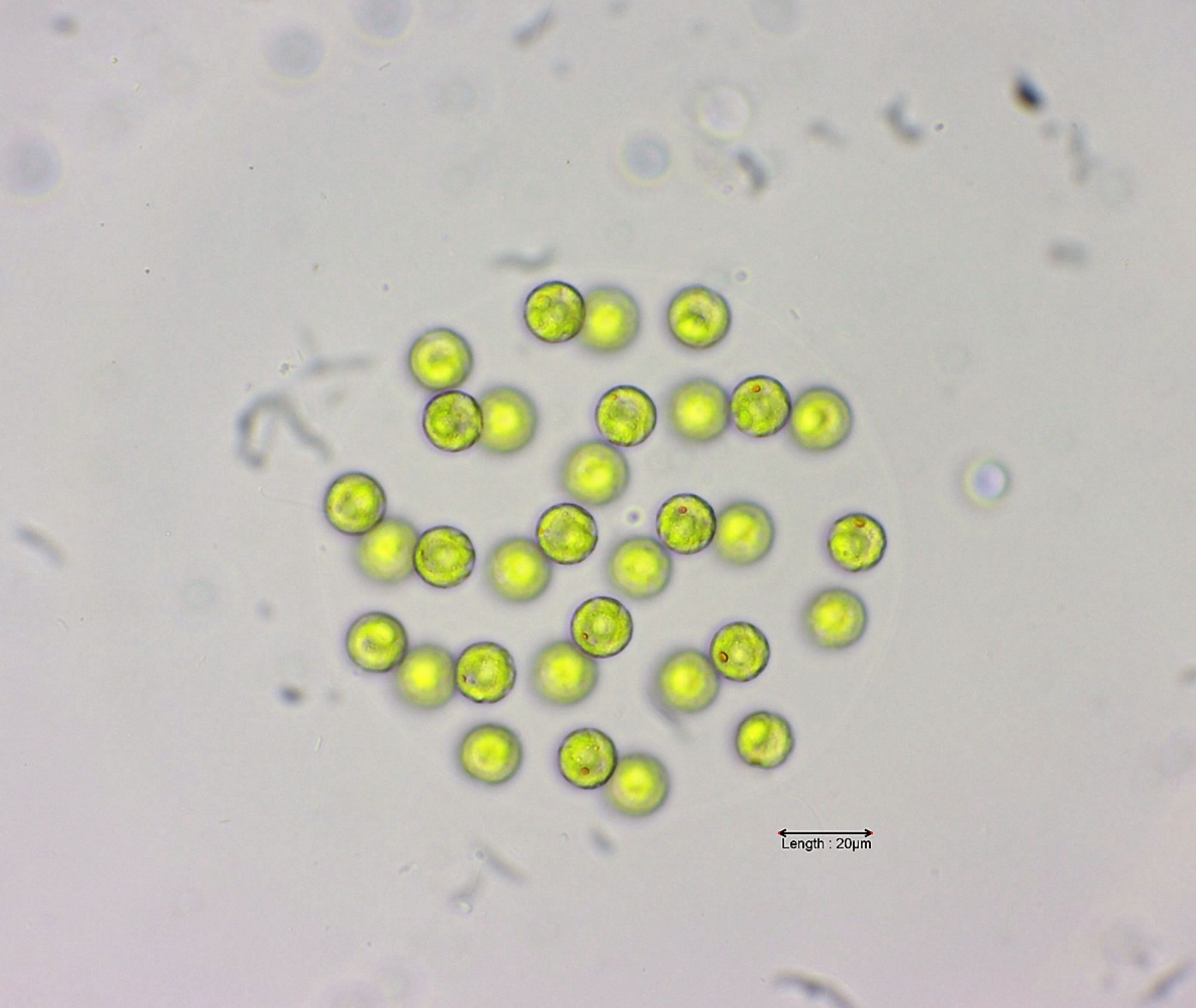 Chlorophyta – A Planktonista's world