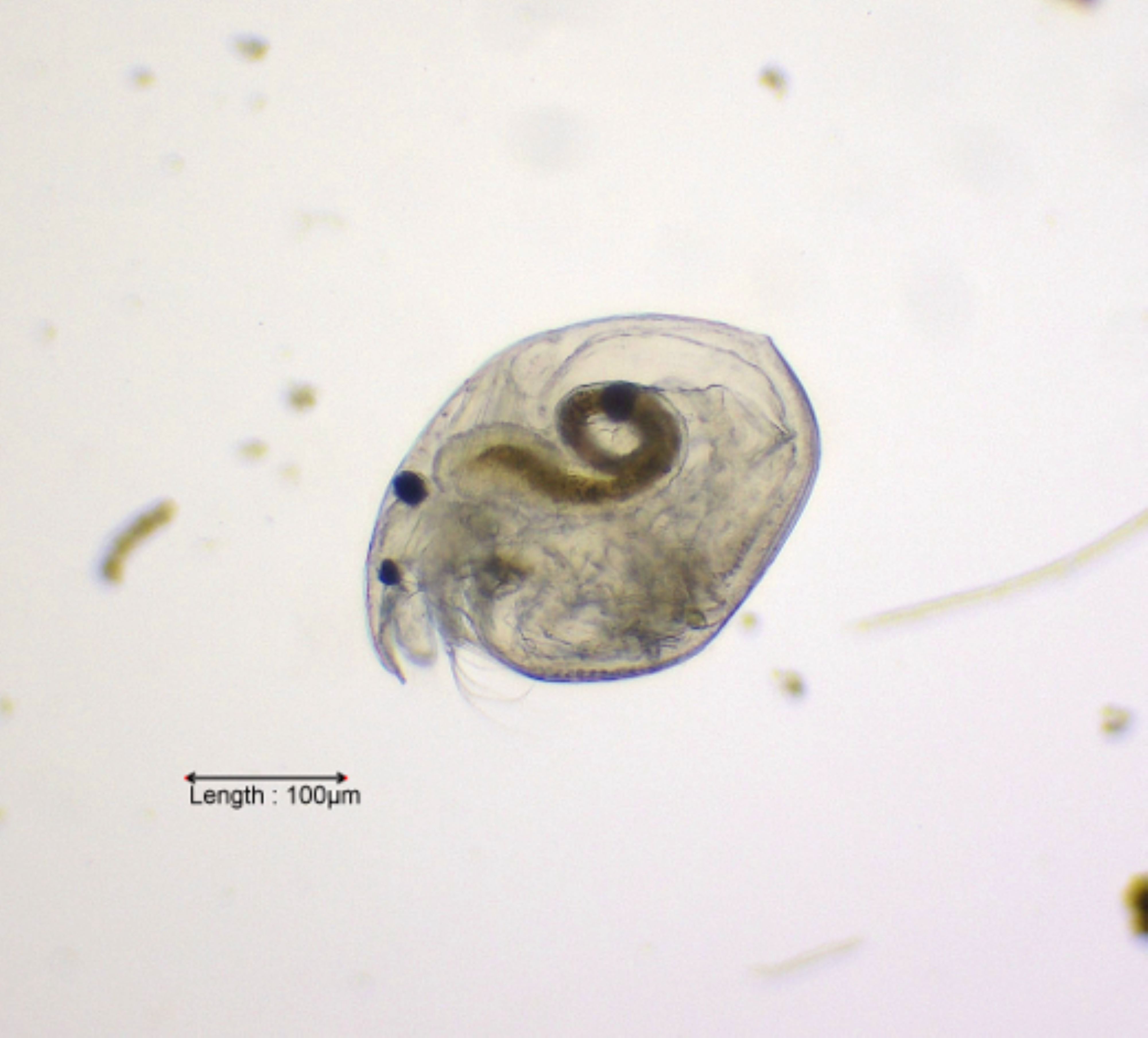 Arthropods – A Planktonista's world