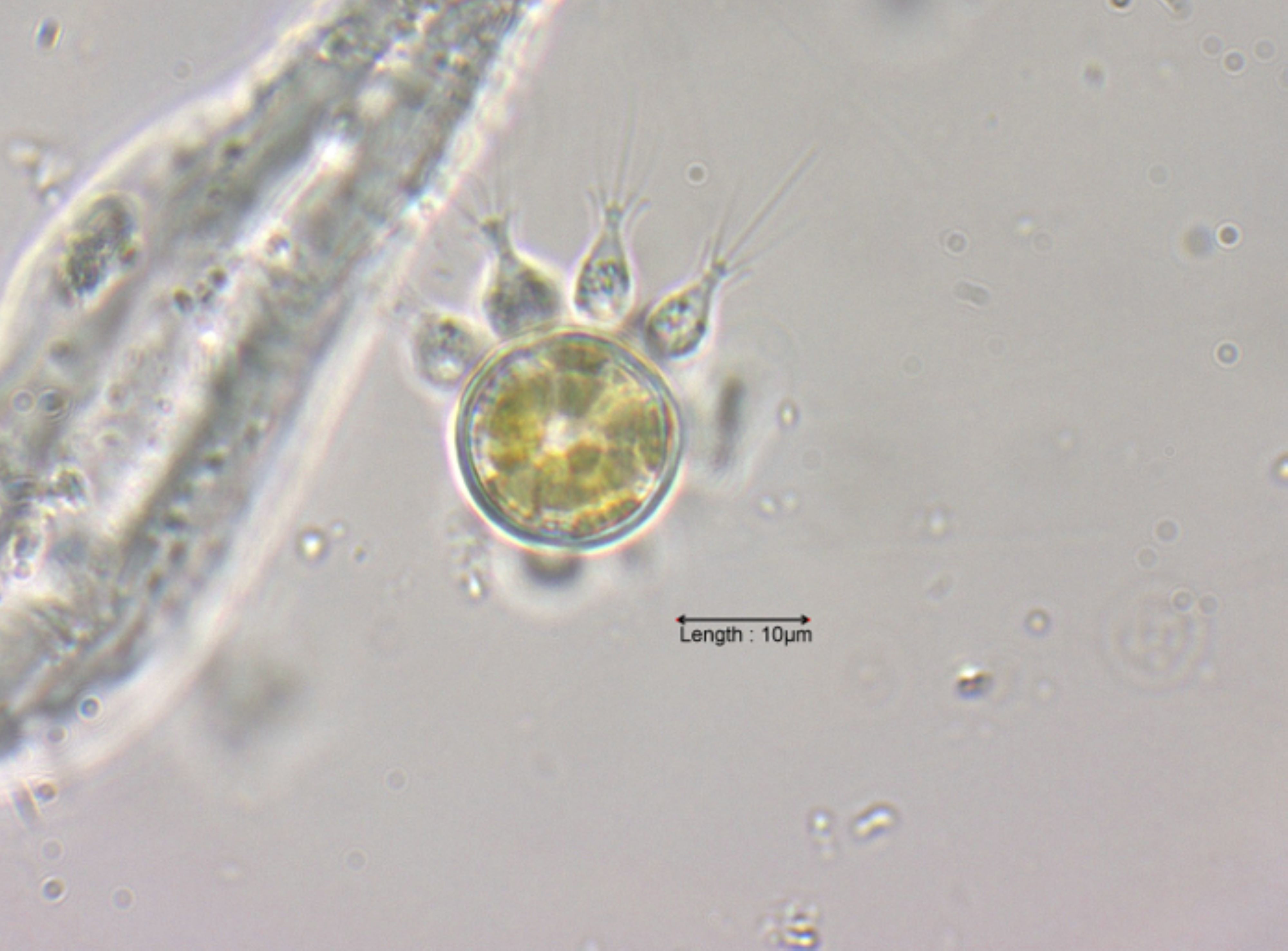 New added – A Planktonista's world