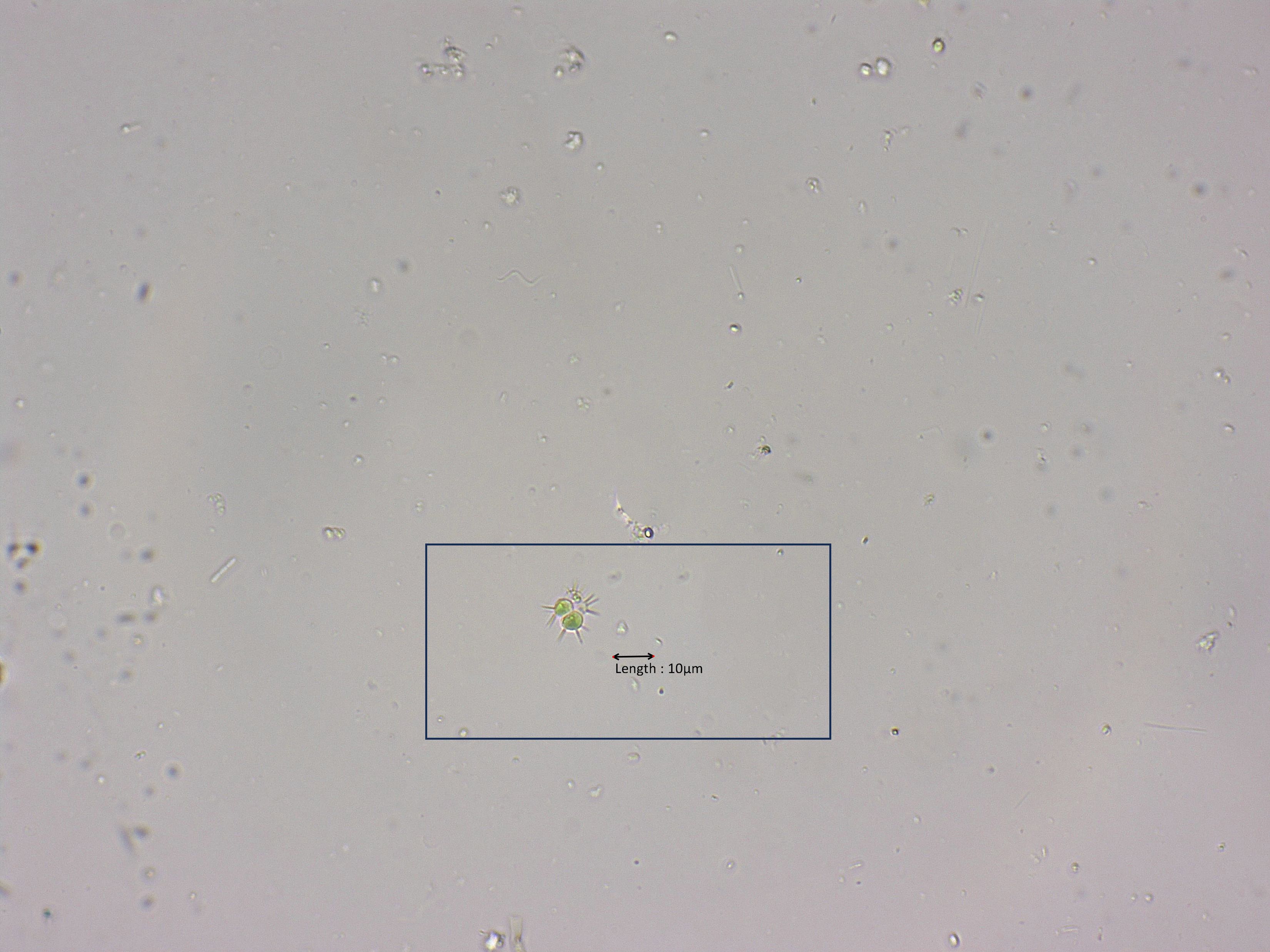 New added – A Planktonista's world