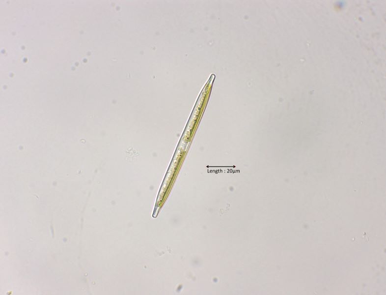 New added – A Planktonista's world