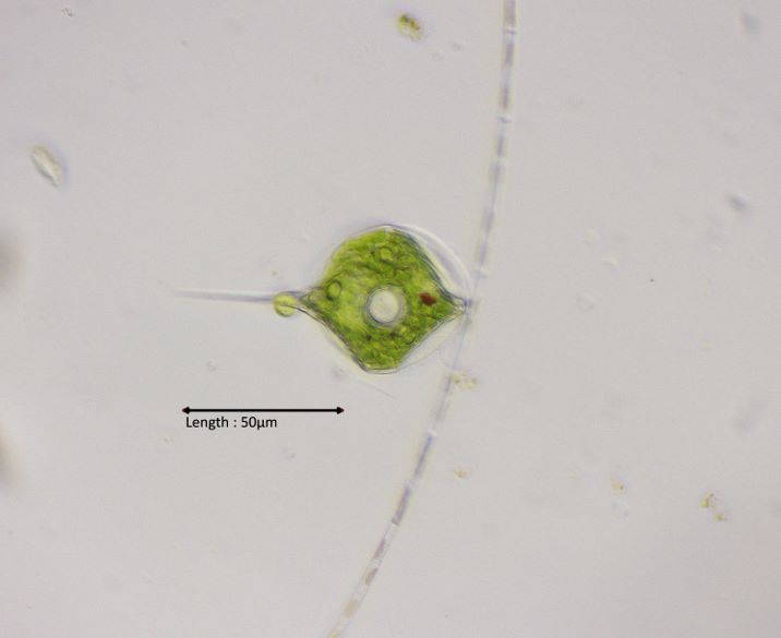 New added – A Planktonista's world